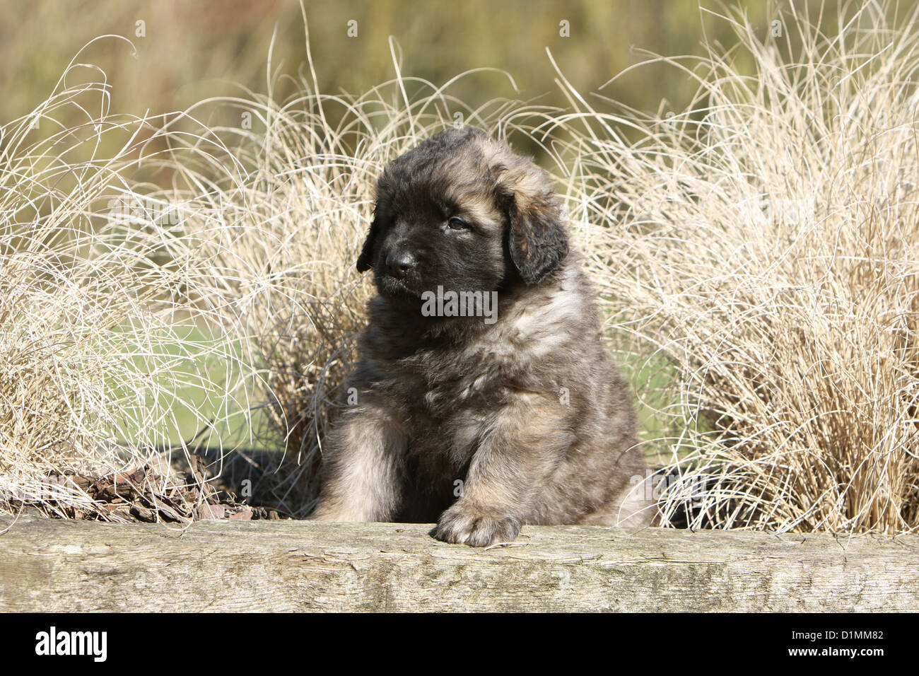 Chiot Leonberger Banque d'image et photos - Alamy
