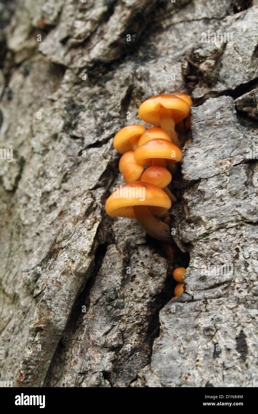 Orange fungus tree Banque de photographies et d’images à haute ...