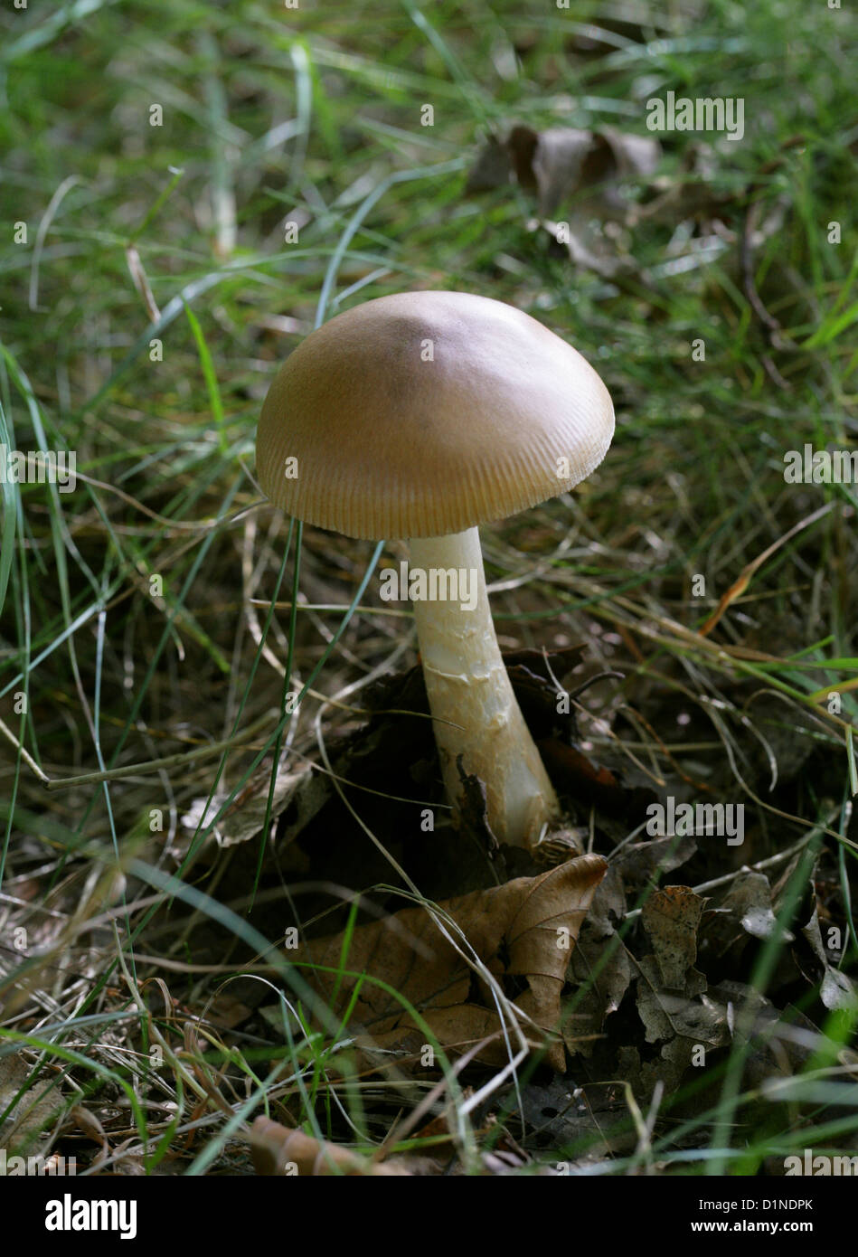 Grisette amanita vaginata Banque de photographies et d’images à haute ...