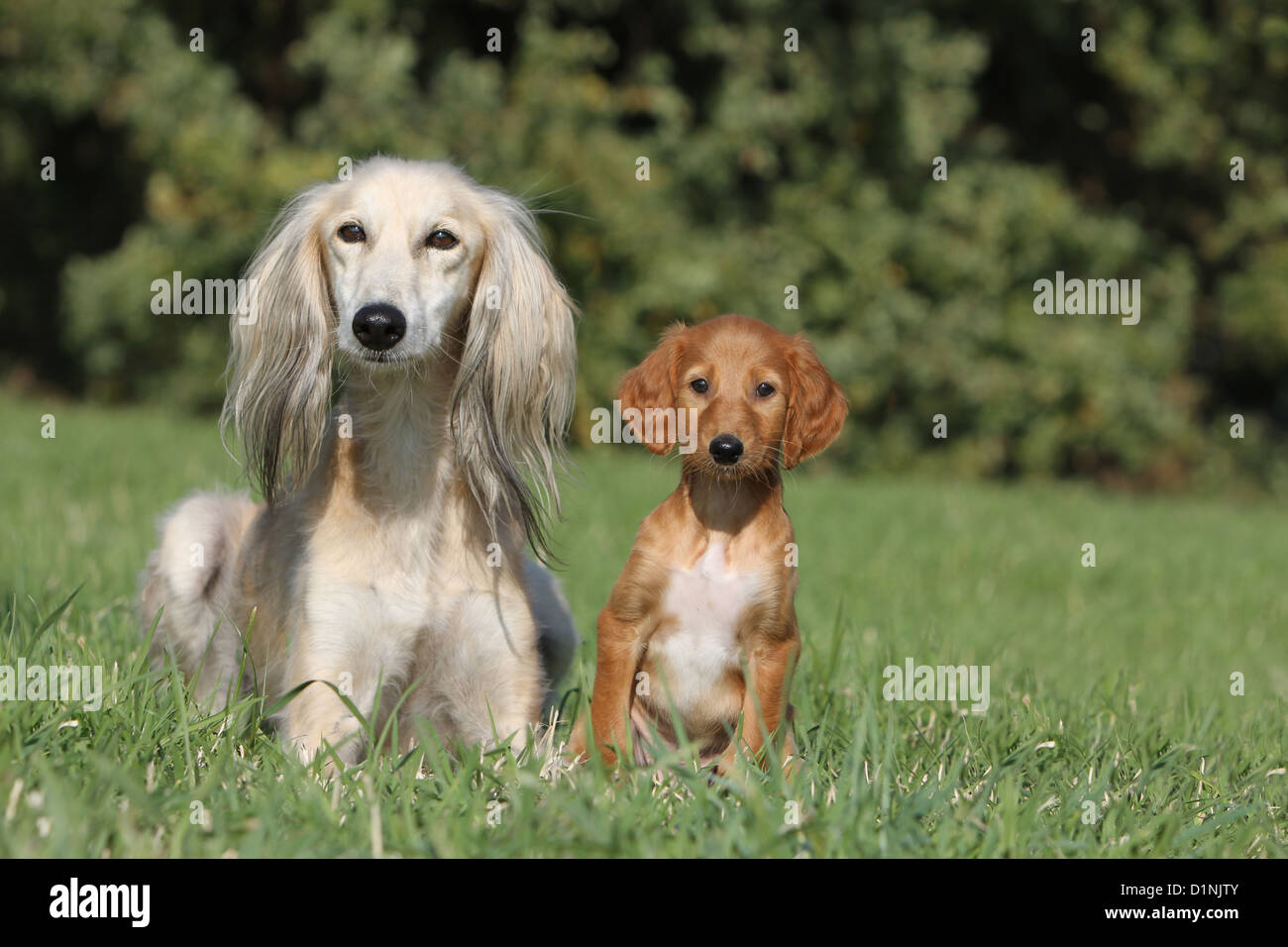 Chien lévrier persan / Saluki et adultes face chiot Photo Stock - Alamy