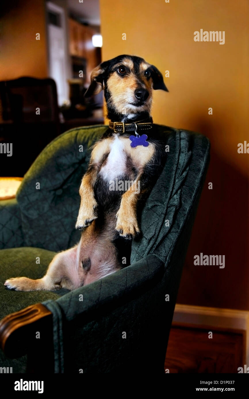 Teckel assis Banque de photographies et d’images à haute résolution - Alamy