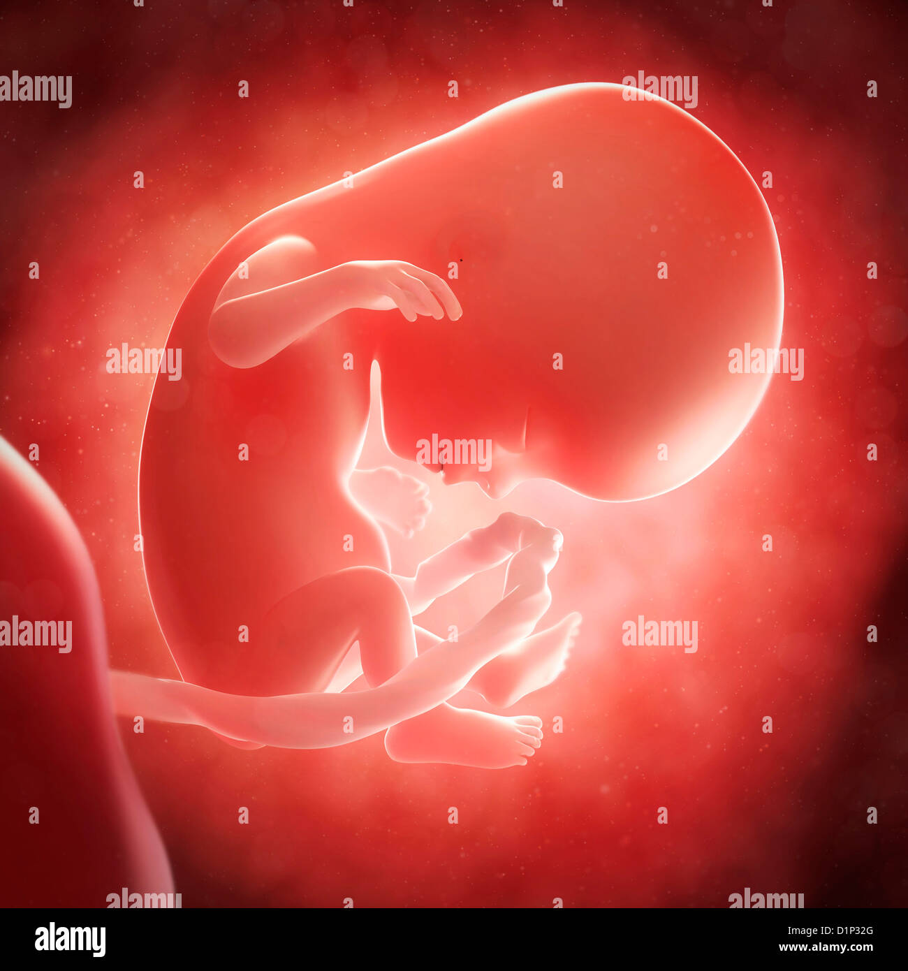 Foetus à 14 semaines Banque de photographies et d’images à haute ...