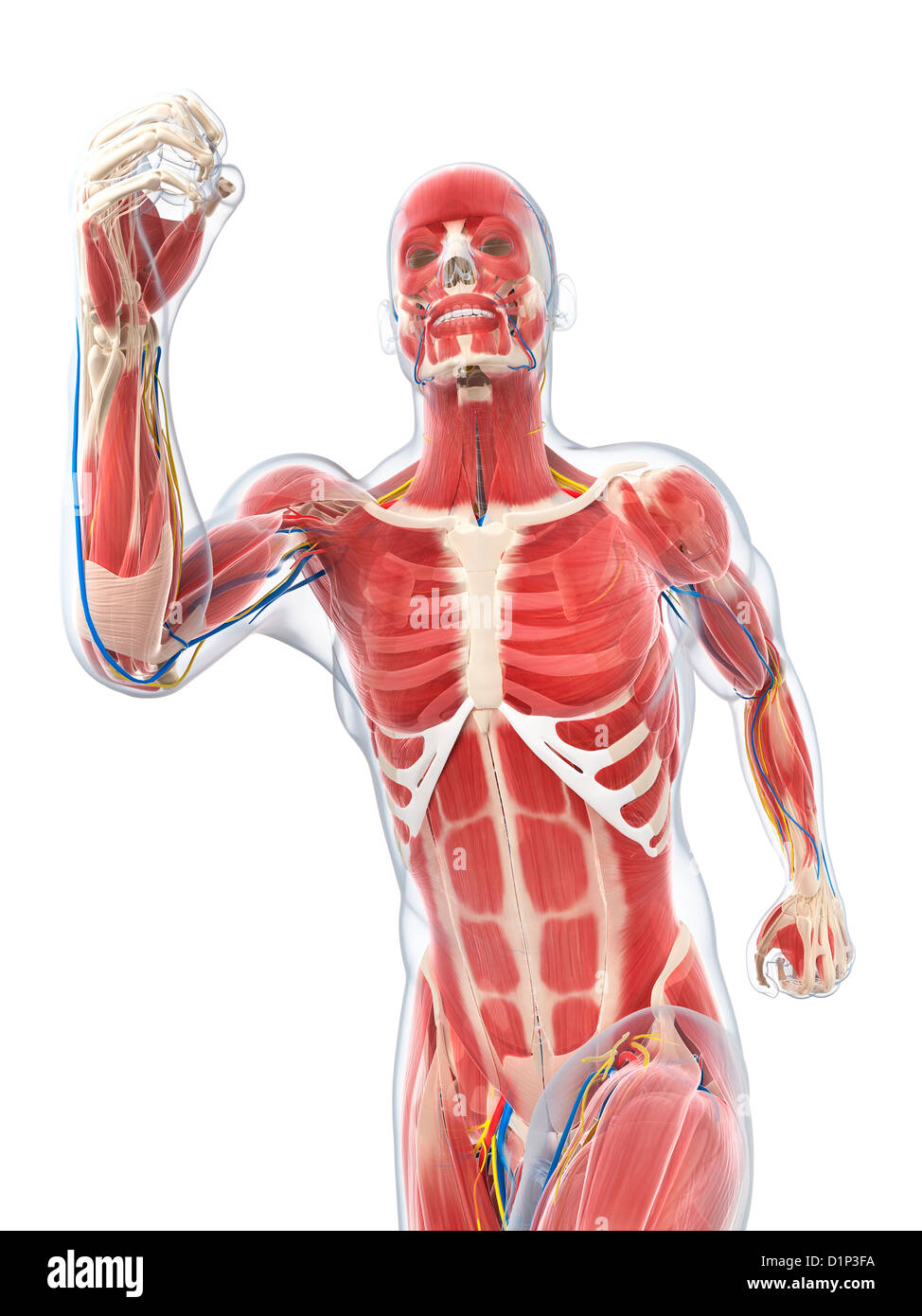 Human muscle anatomy Banque de photographies et d’images à haute résolution - Alamy