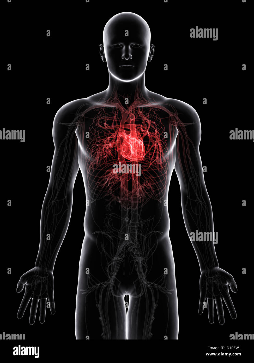 Système Cardiovasculaire Humain Banque d'image et photos - Alamy
