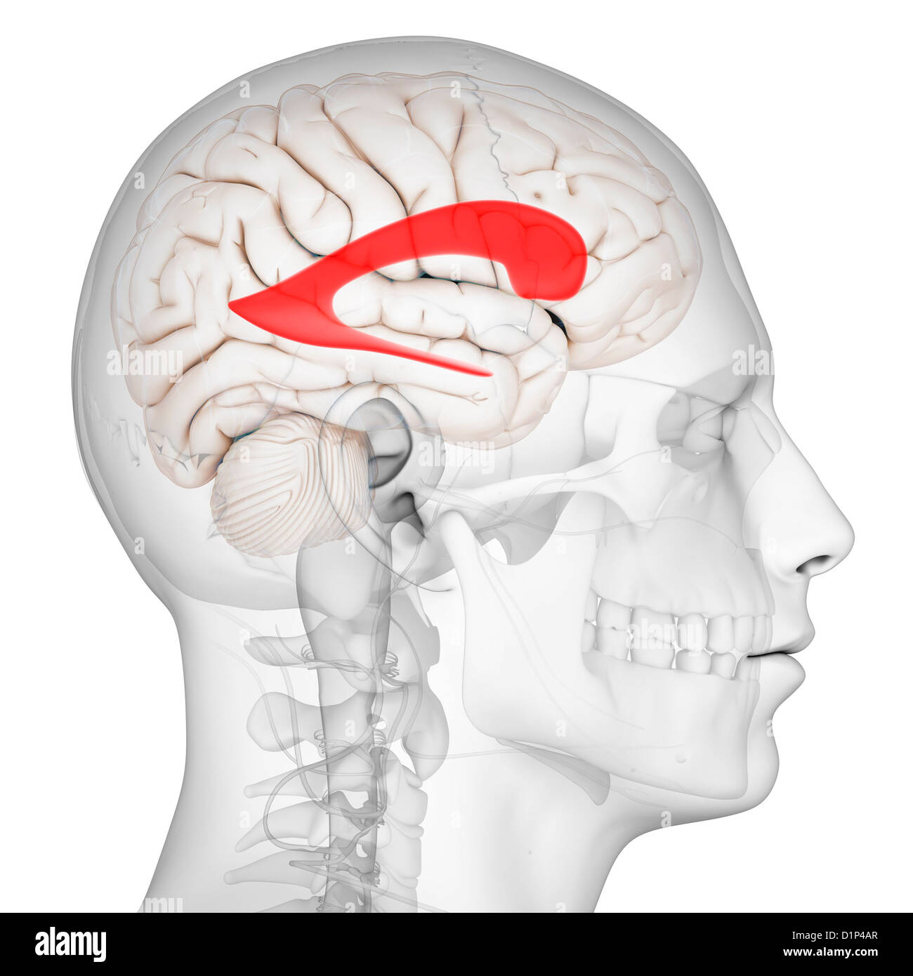 Lateral ventricle Banque de photographies et d’images à haute ...