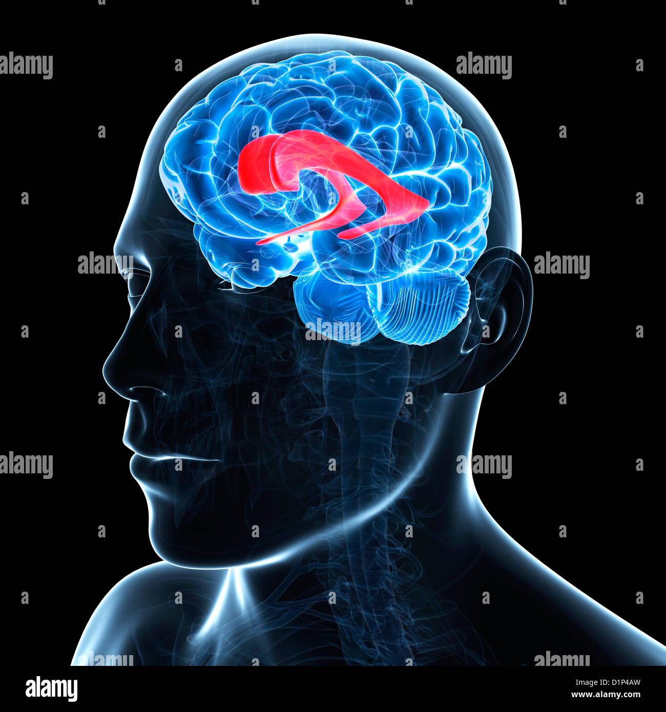 Ventricule latéral du cerveau Banque de photographies et d’images à ...