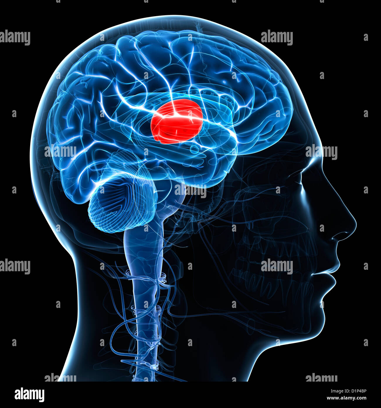 Thalamus anatomy Banque d'image et photos - Page 3 - Alamy