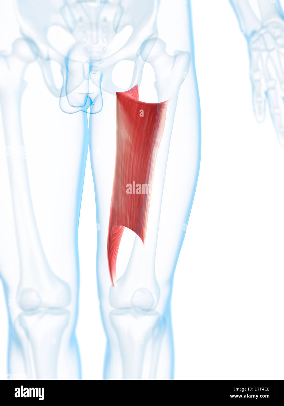 Anatomie muscle cuisse Banque de photographies et d’images à haute ...