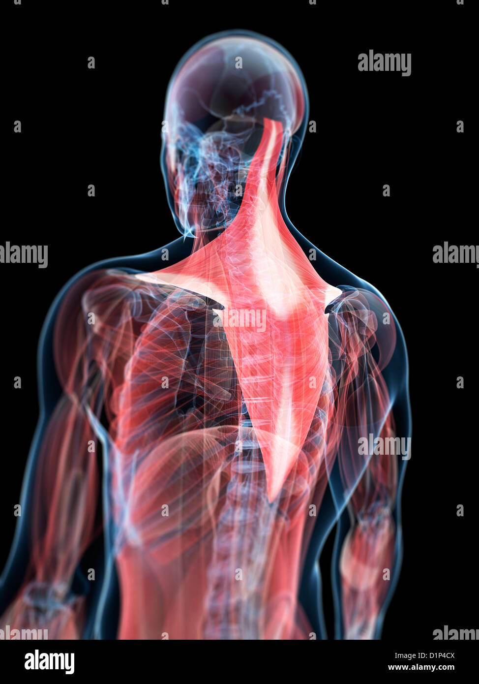 Muscles du dos du corps humain Banque de photographies et d’images à ...