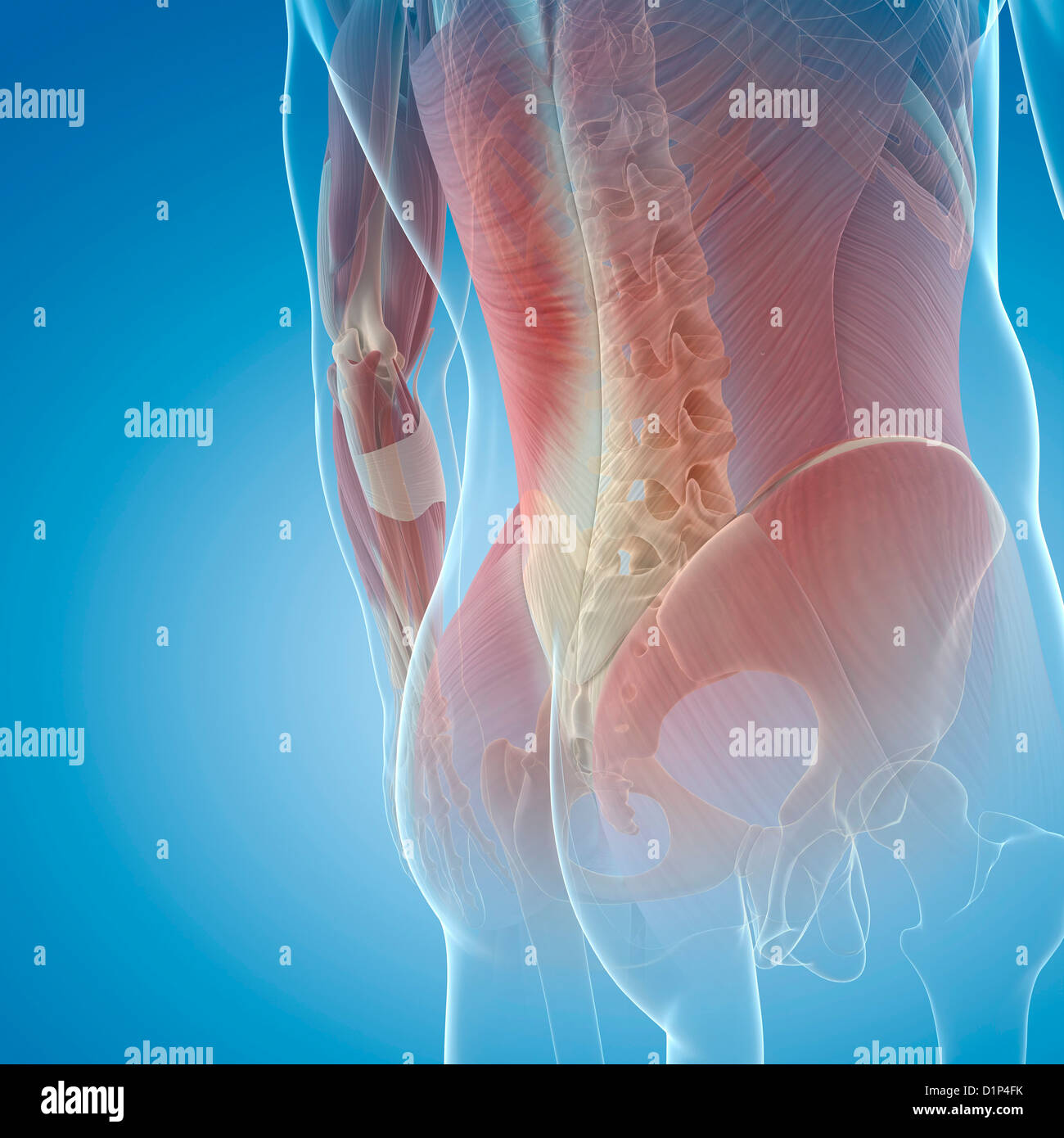 Bas du dos, muscles, artwork Photo Stock - Alamy