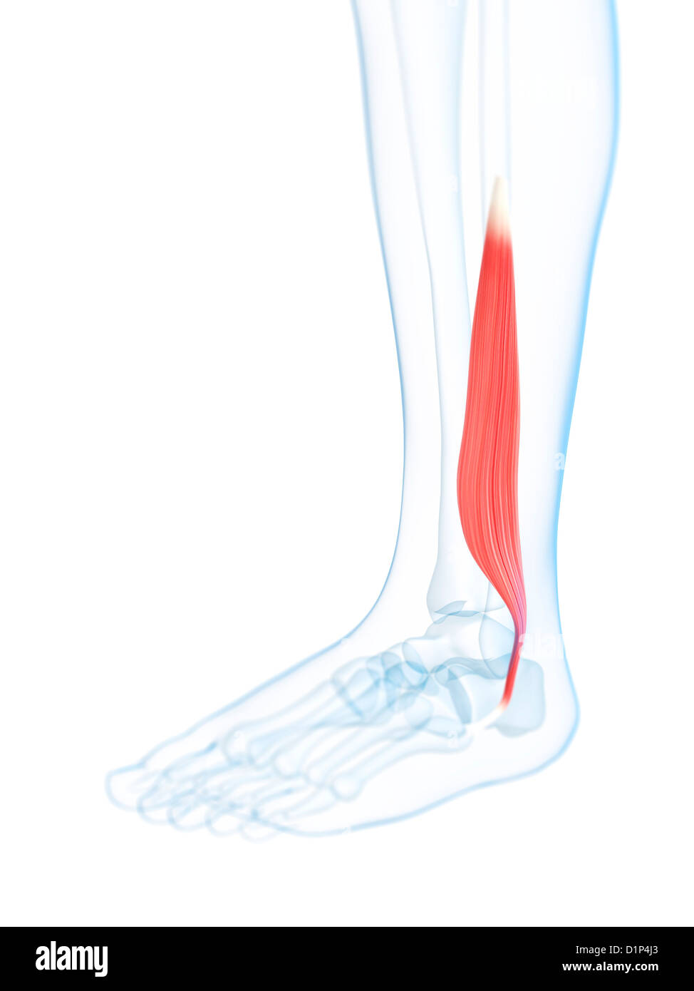 Partie inférieure de la jambe les muscles, artwork Photo Stock - Alamy