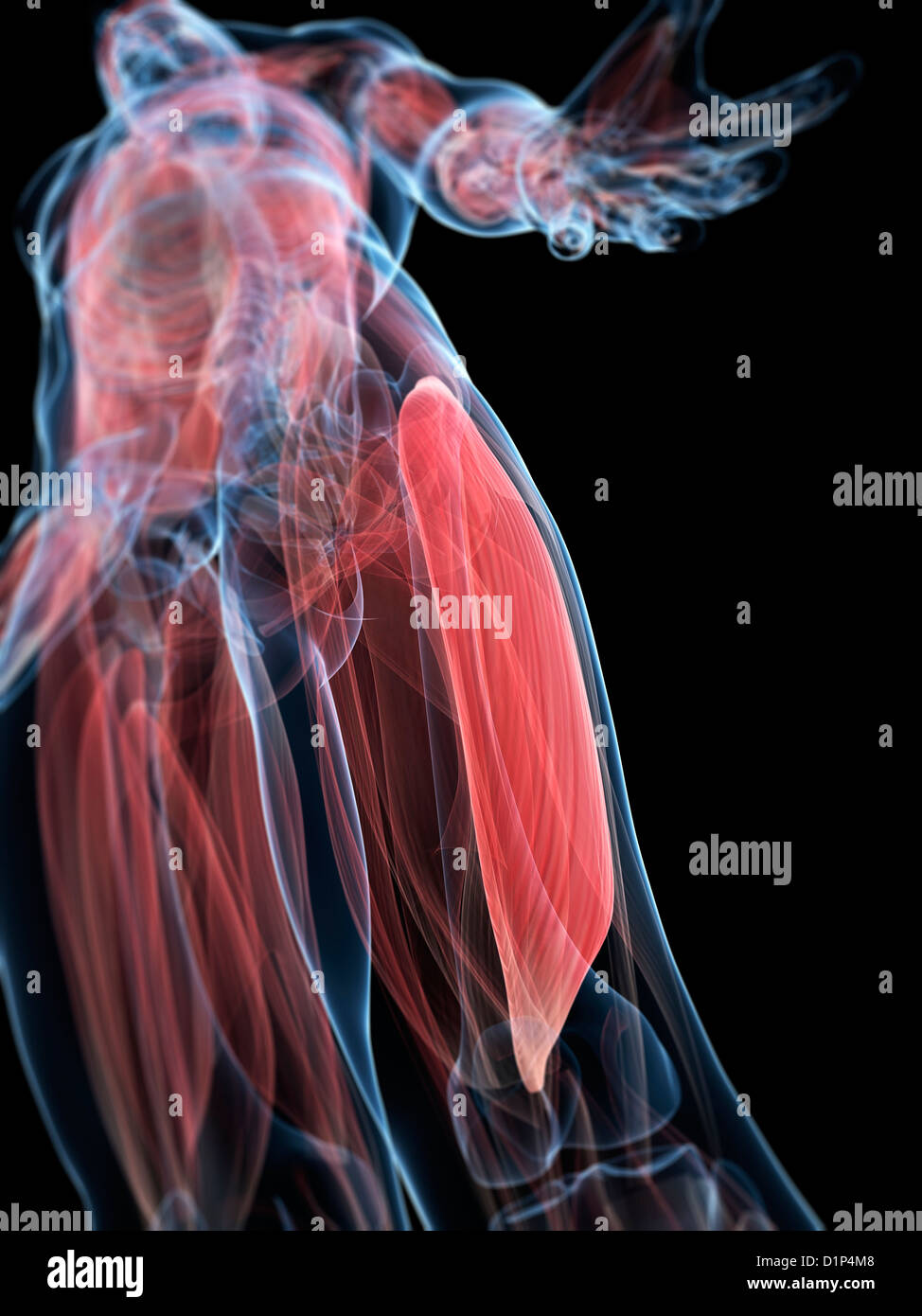 Anatomie muscle cuisse Banque de photographies et d’images à haute ...