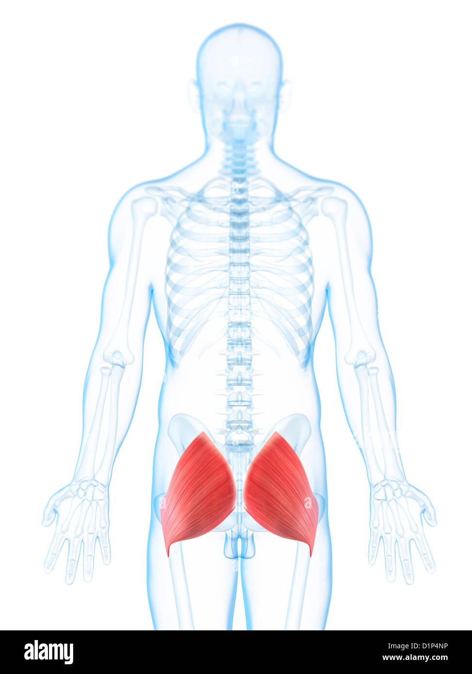 Anatomie muscles des fesses humaines Banque de photographies et d ...