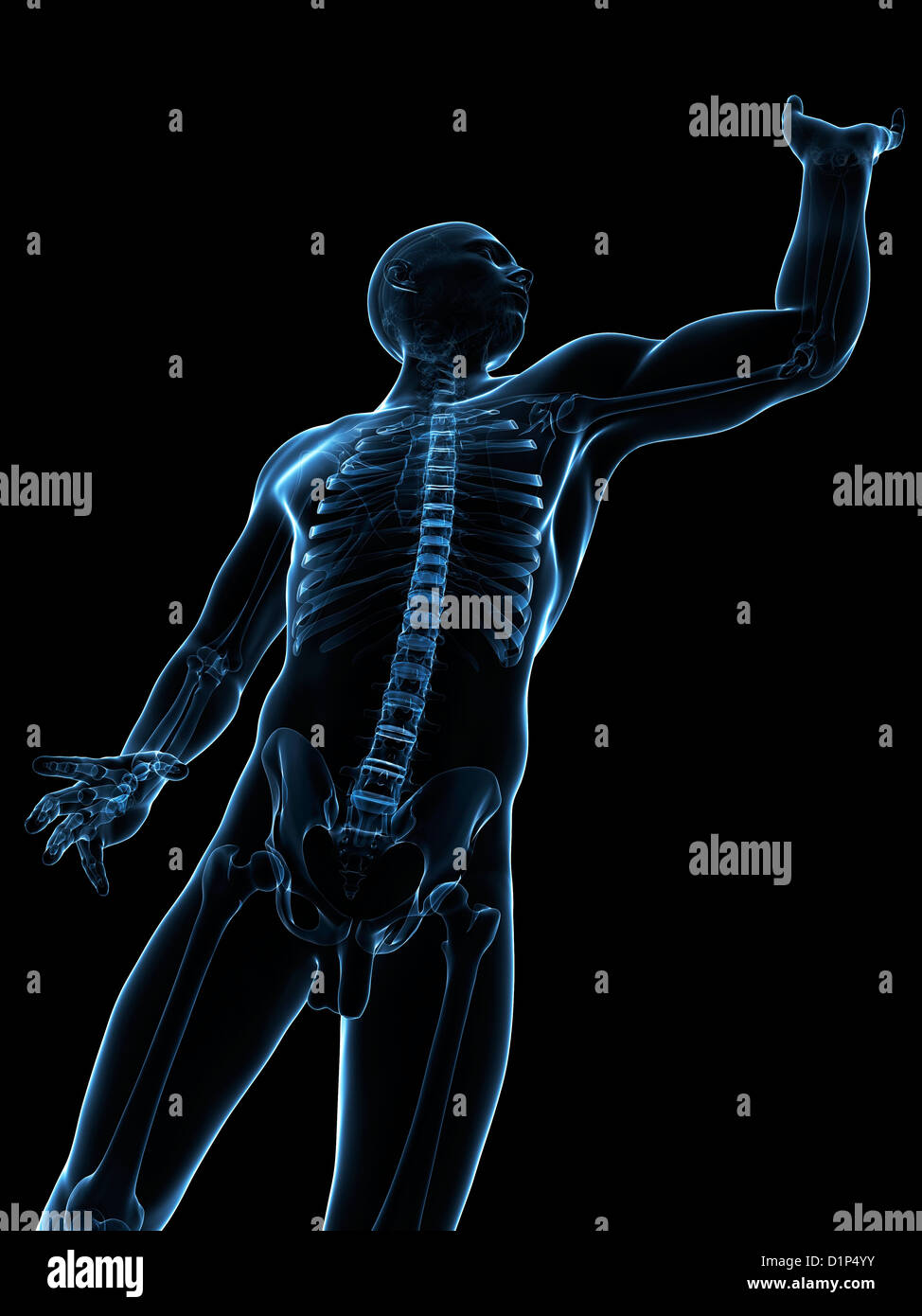 Anatomie Du Bras Humain Banque d'image et photos - Alamy
