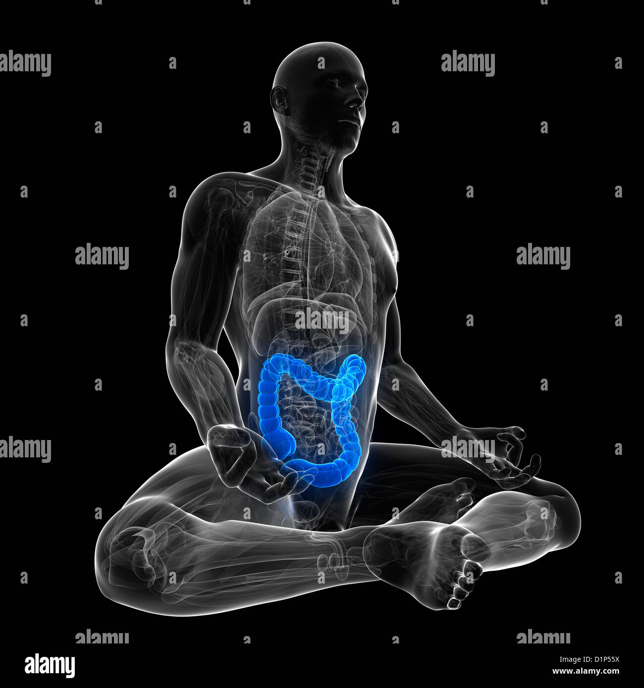 Intestin Humain Banque d'image et photos - Alamy