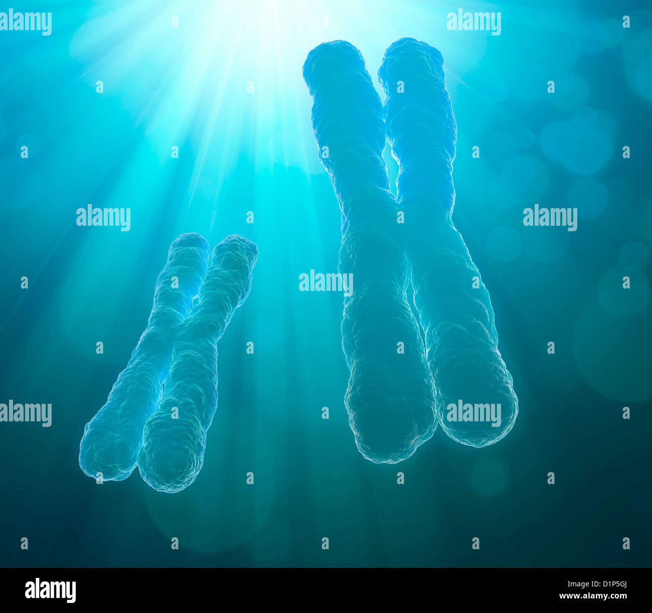 Paire de chromosomes Banque de photographies et d’images à haute ...