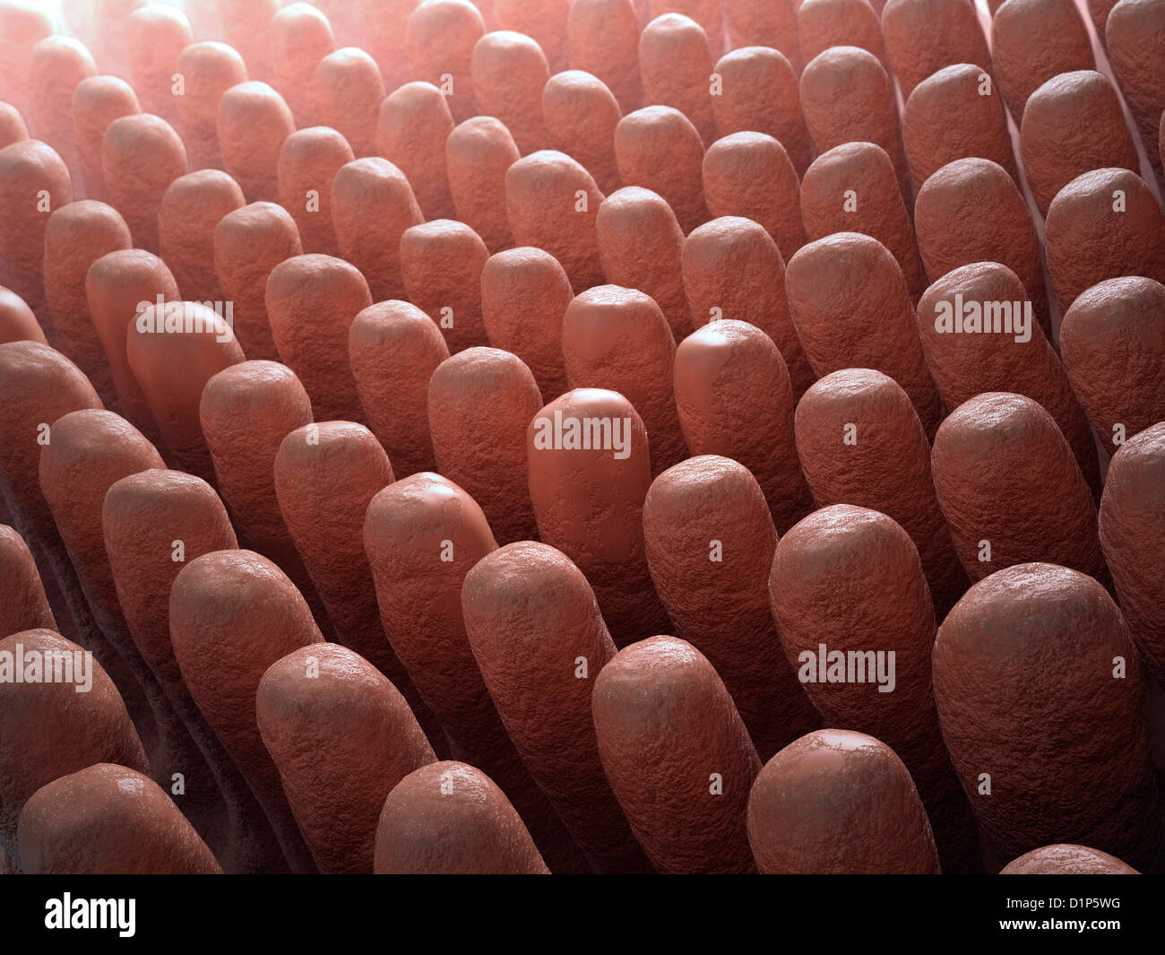 Villosités intestinales, artwork Photo Stock - Alamy