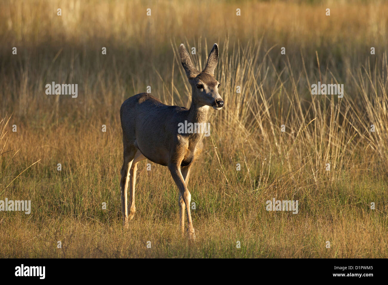 Biche de cerf mulet Banque de photographies et d’images à haute ...