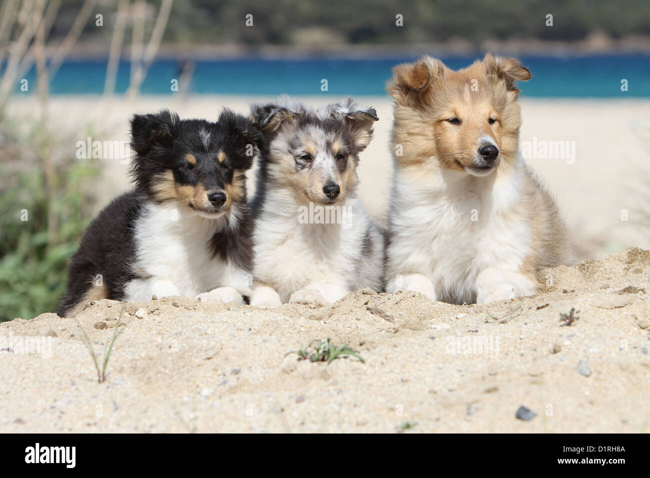 Chien de berger Shetland Sheltie / trois chiots (tricolore, bleu merle et sable blanc) sur la ...