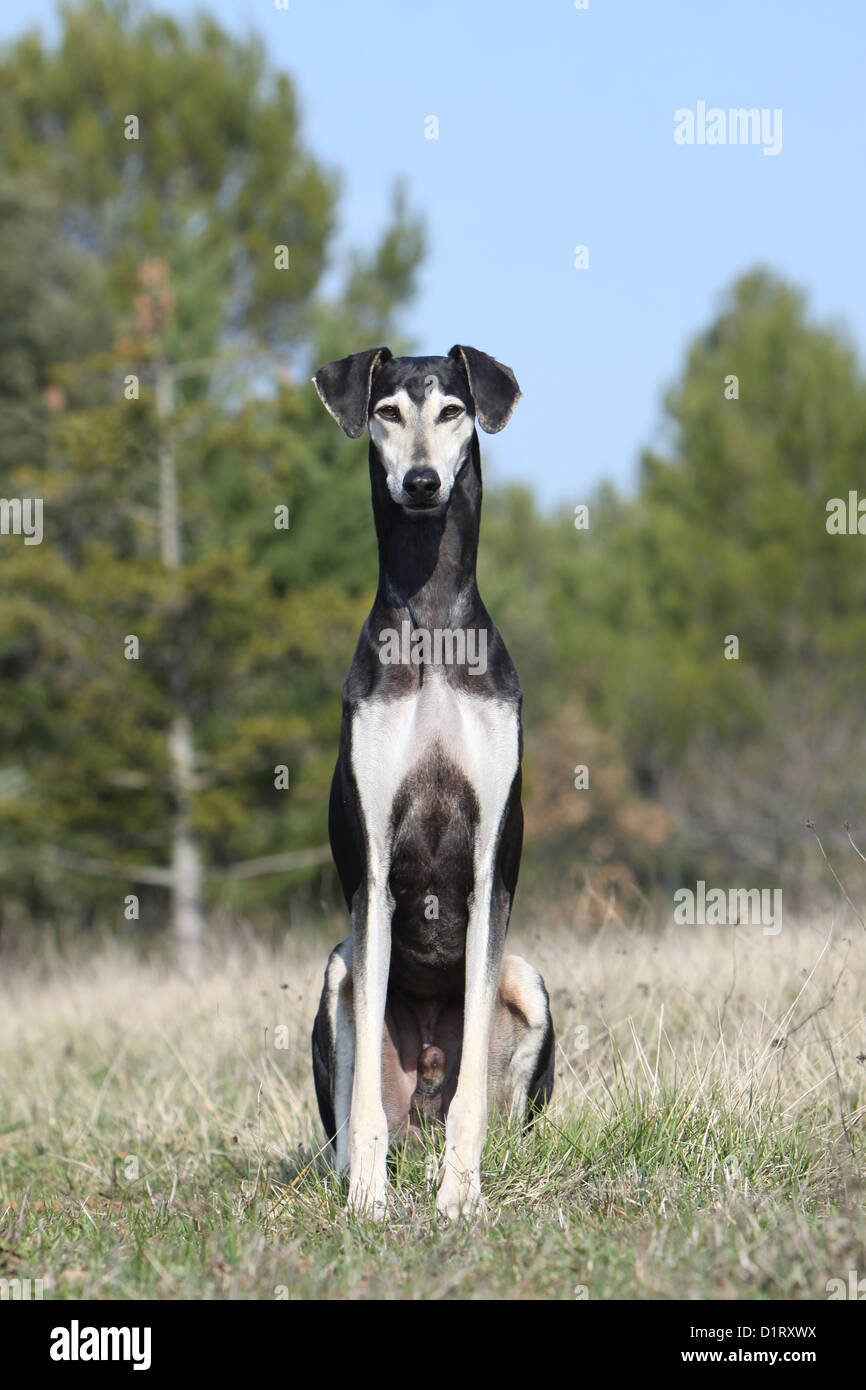 / Sloughi chien lévrier berbère des profils assis dans un pré Photo ...
