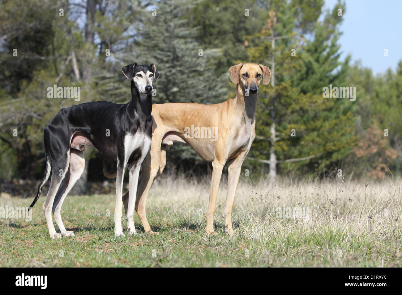 / Sloughi chien lévrier berbère deux adultes profil standard Photo ...
