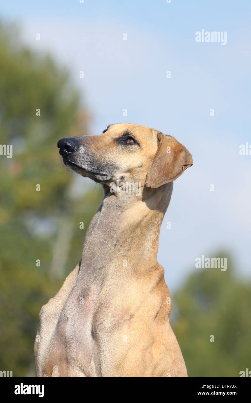 / Sloughi chien lévrier berbère profil portrait adultes Photo Stock - Alamy