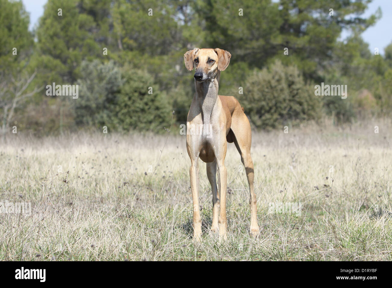 / Sloughi chien lévrier berbère permanent adultes Photo Stock - Alamy