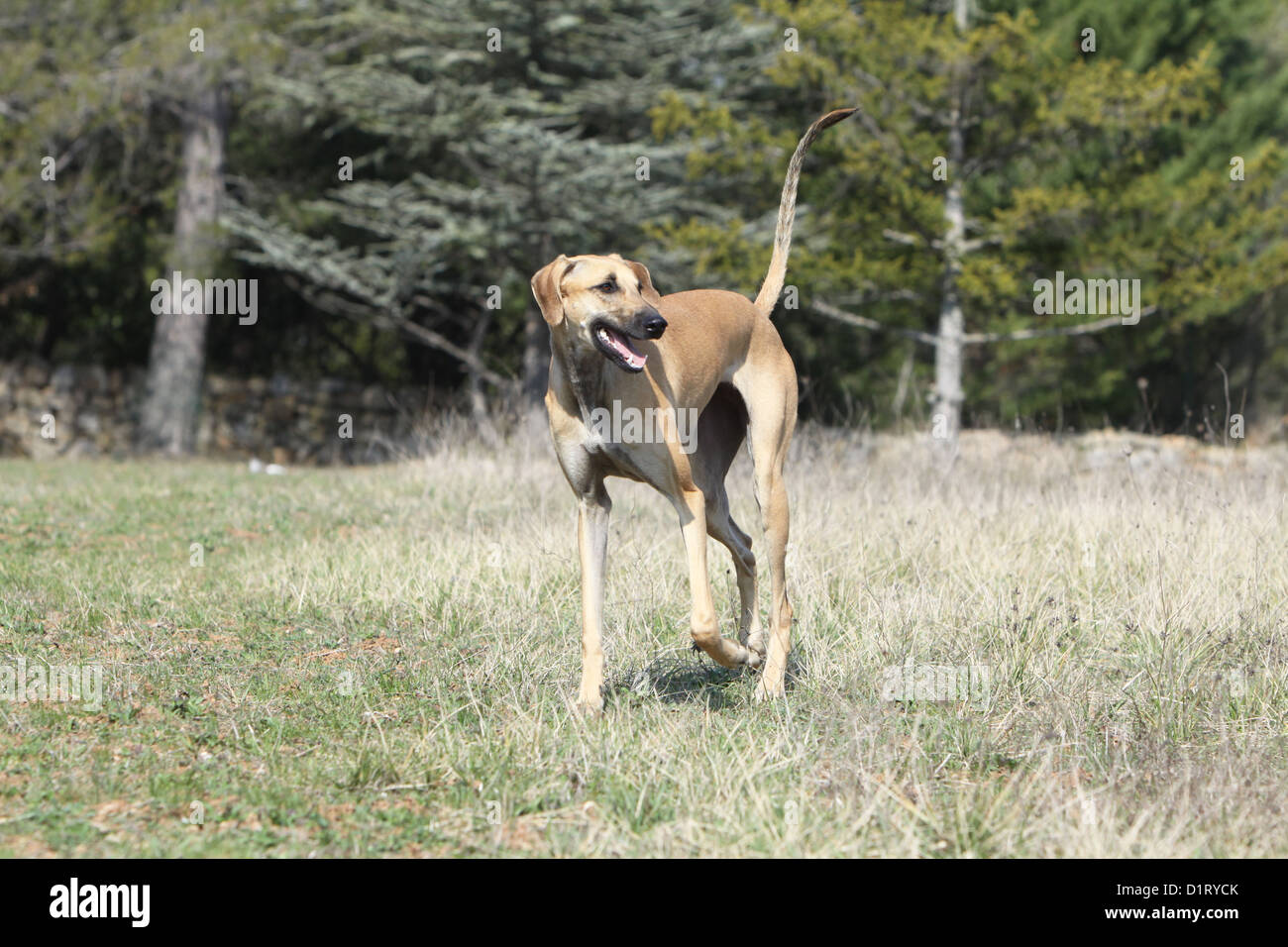 / Sloughi chien lévrier berbère balades adultes Photo Stock - Alamy