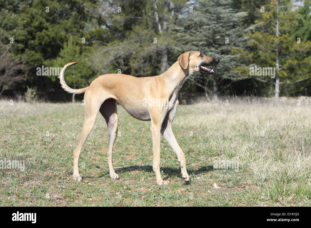/ Sloughi chien lévrier berbère patte permanent adultes soulevées Photo ...