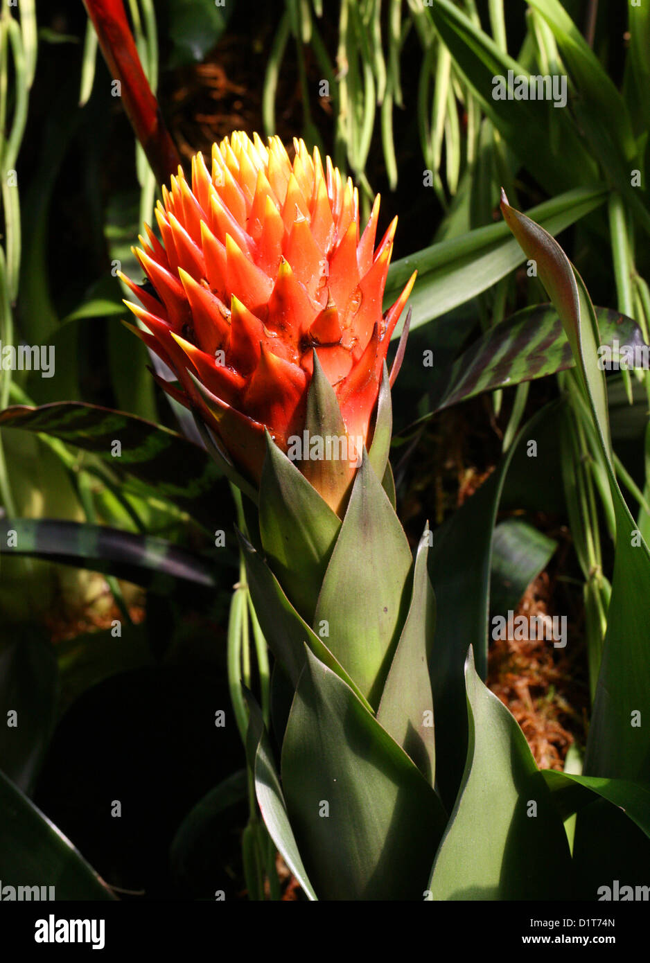 Le bromélia, Guzmania conifera, Bromeliaceae, Tillandsioideae Photo ...