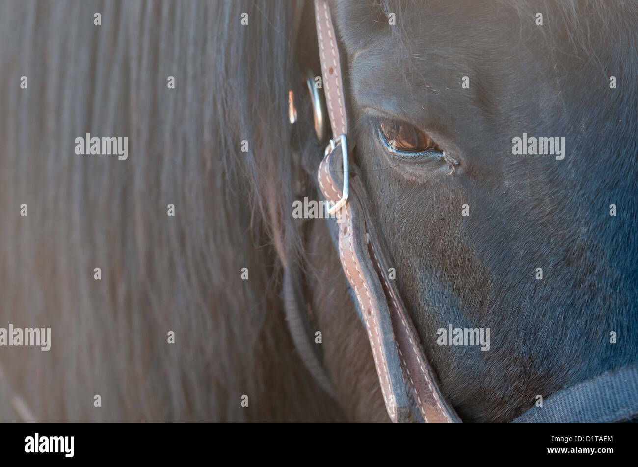 Cheval avec selle Banque de photographies et d’images à haute ...