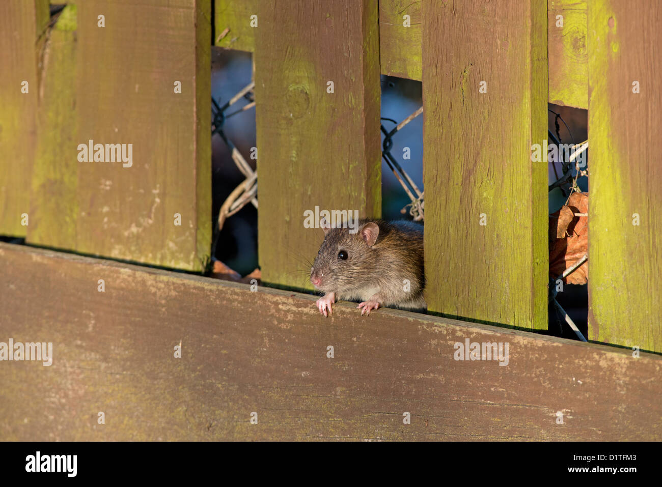 Brown rat rattus norvegicus Banque de photographies et d’images à haute ...