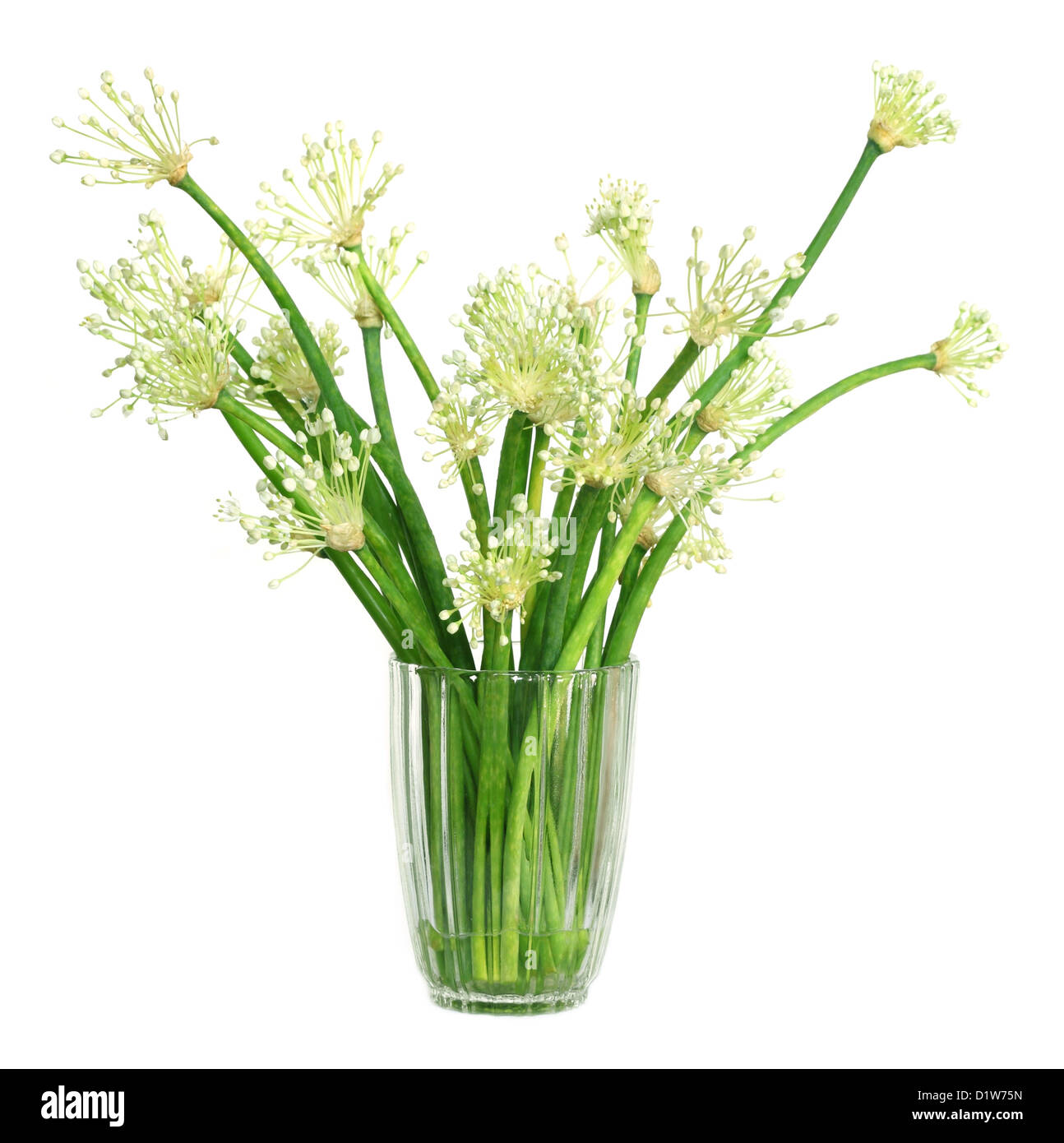 Fleurs d'oignons Banque d'images détourées - Alamy