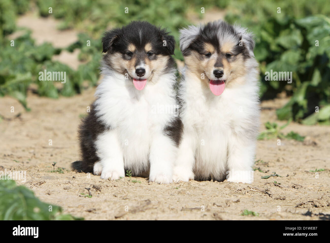 Colley chien Colley écossais / deux chiots tricolore (bleu merle ...