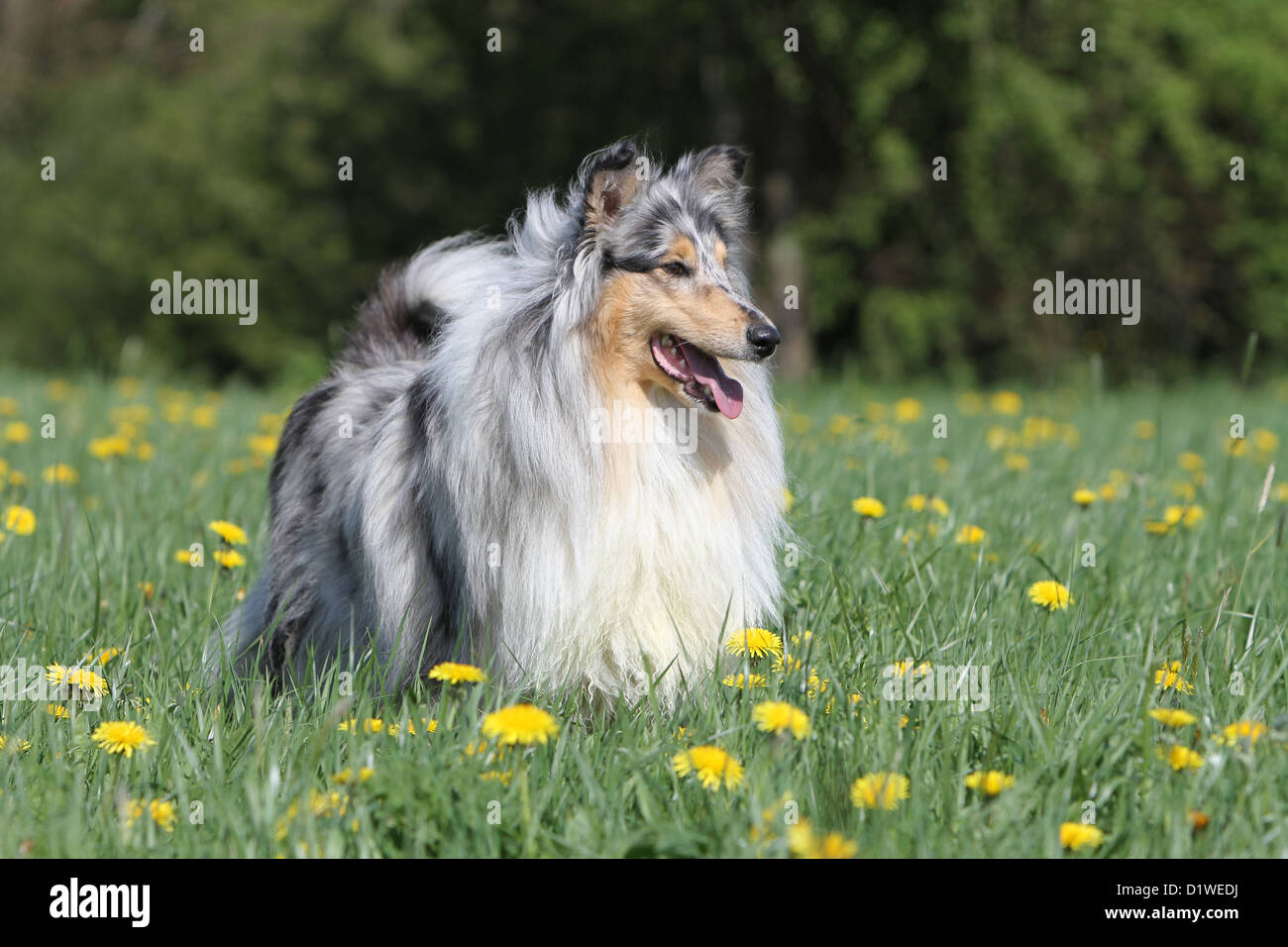 Colley chien Colley écossais / permanent Bleu Merle (adultes) dans un ...