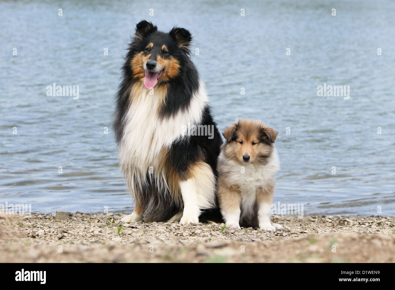 Tricolor collie Banque de photographies et d’images à haute résolution ...