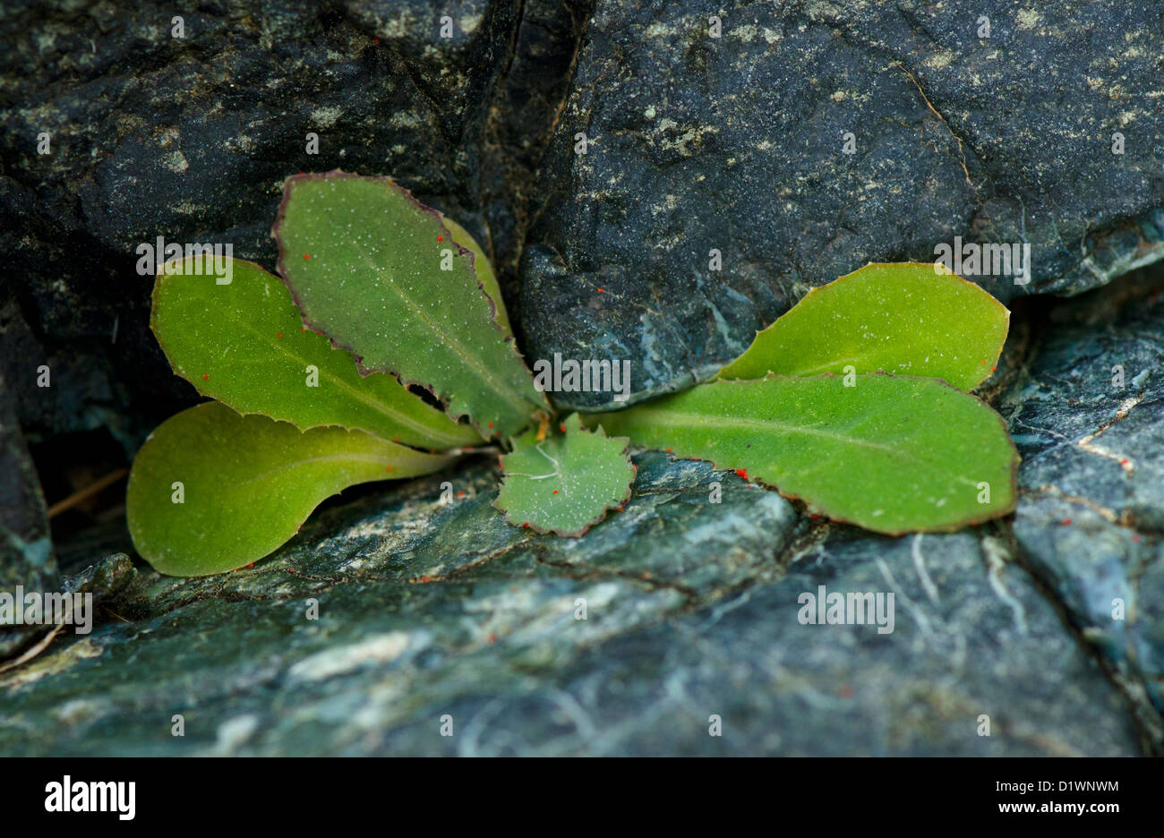 Plante en croissance de roche Banque de photographies et d’images à ...
