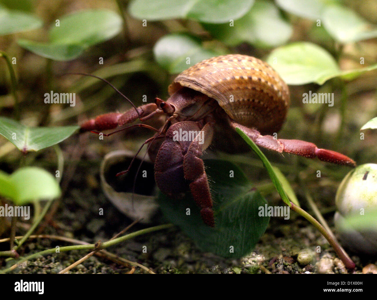 Ermite terrestre Banque de photographies et d’images à haute résolution ...