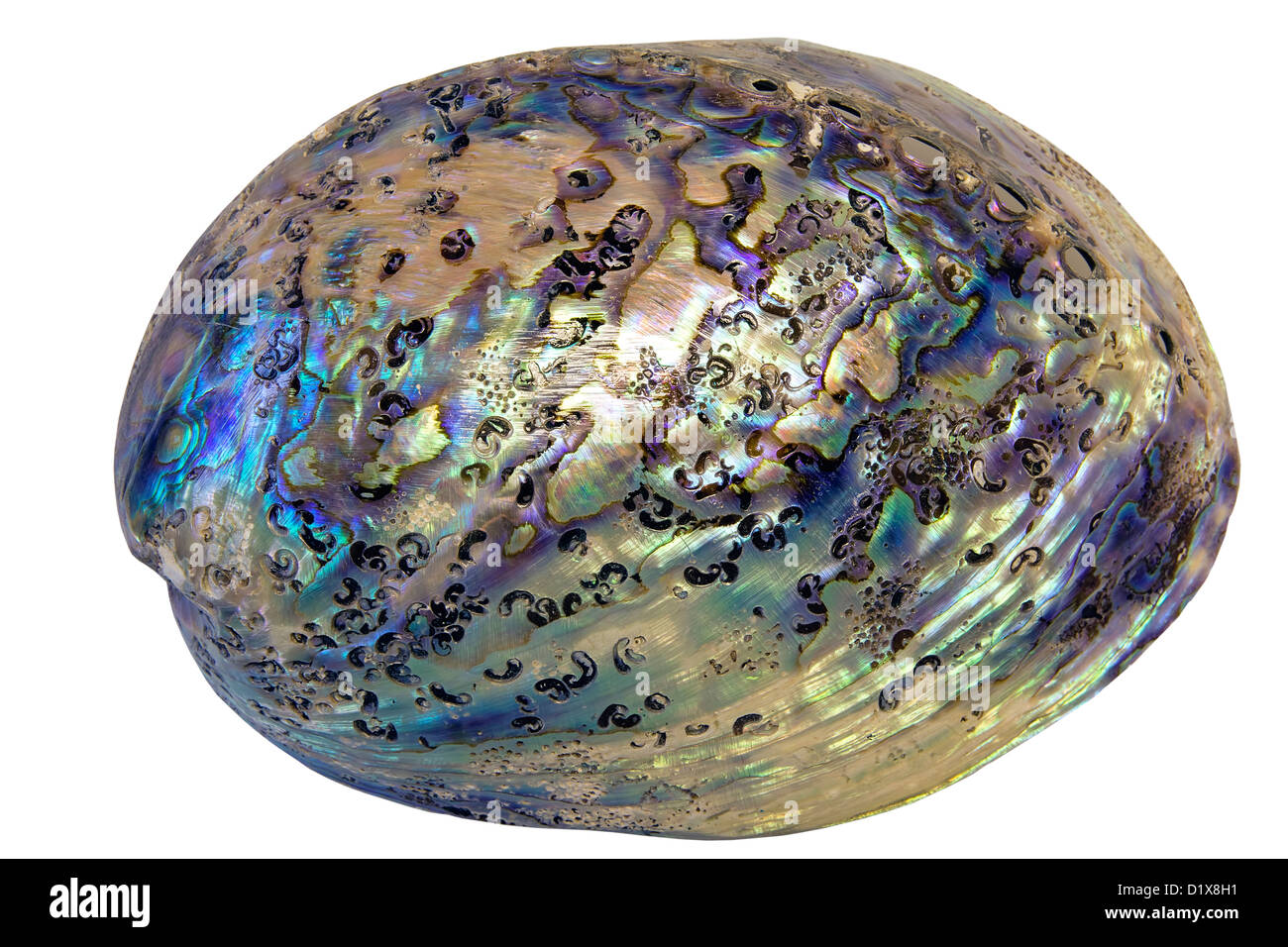Paua shell Banque de photographies et d’images à haute résolution - Alamy