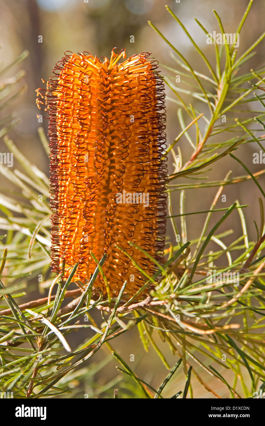 Banksia ericifolia banksia Heath - fleurs -une plante indigène ...