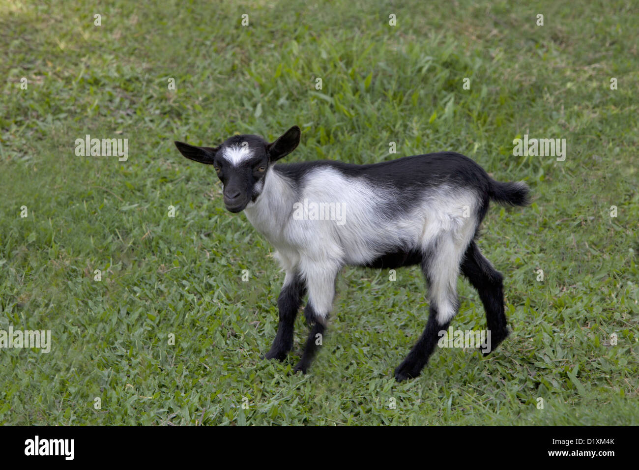 Bébé chèvre Banque de photographies et d’images à haute résolution - Alamy
