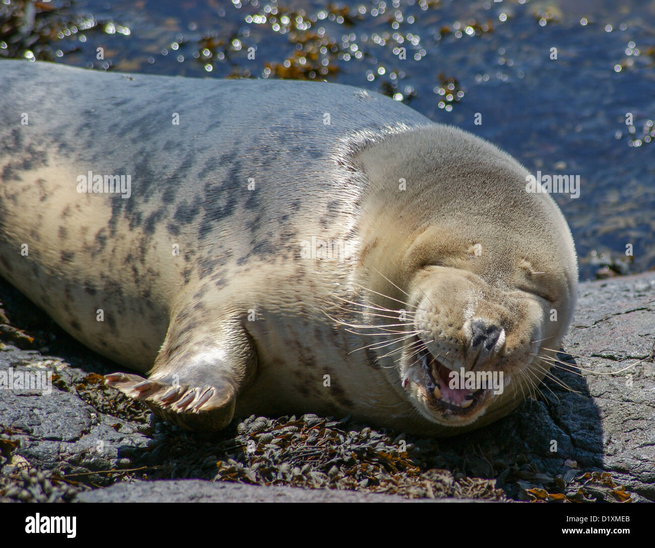 Phoque qui rit Banque de photographies et d’images à haute résolution ...