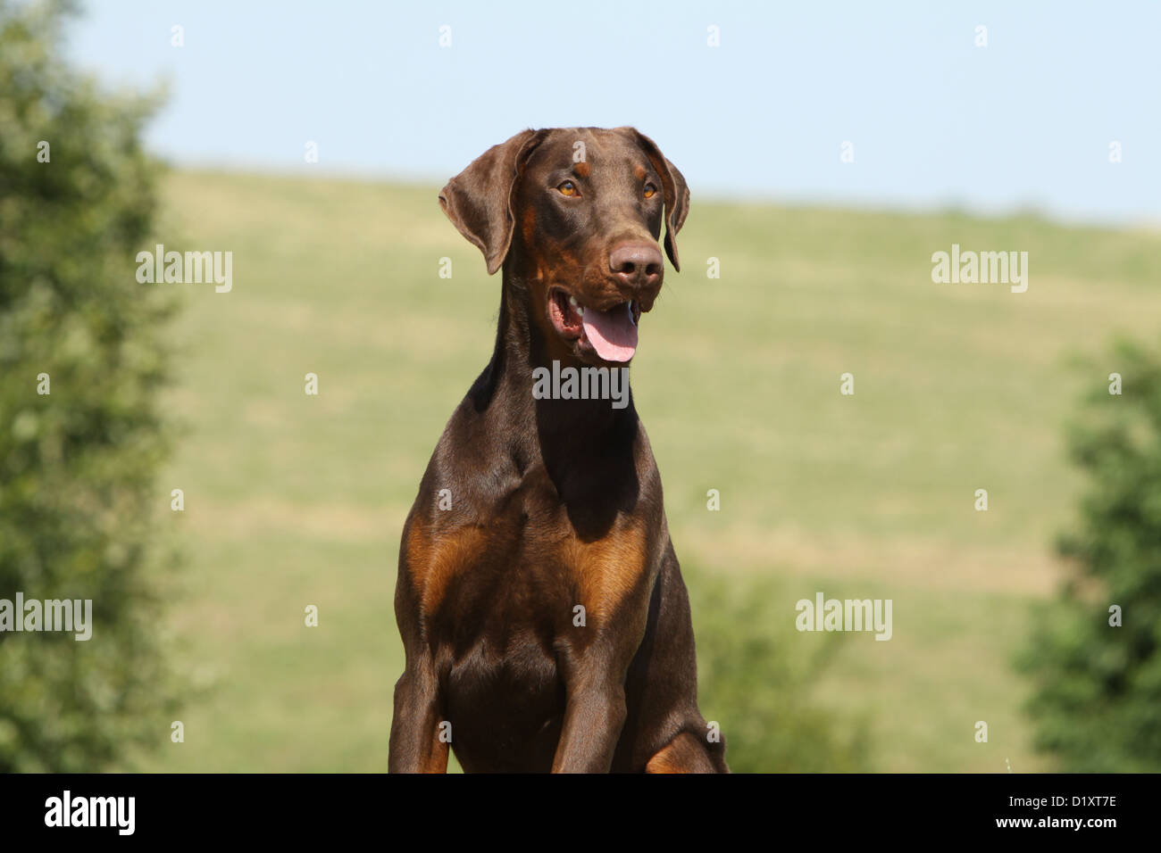 Chocolate doberman Banque de photographies et d’images à haute ...