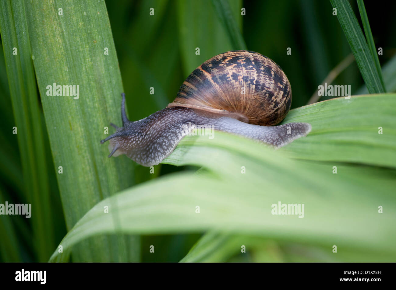 Helix aspersa Banque de photographies et d’images à haute résolution ...