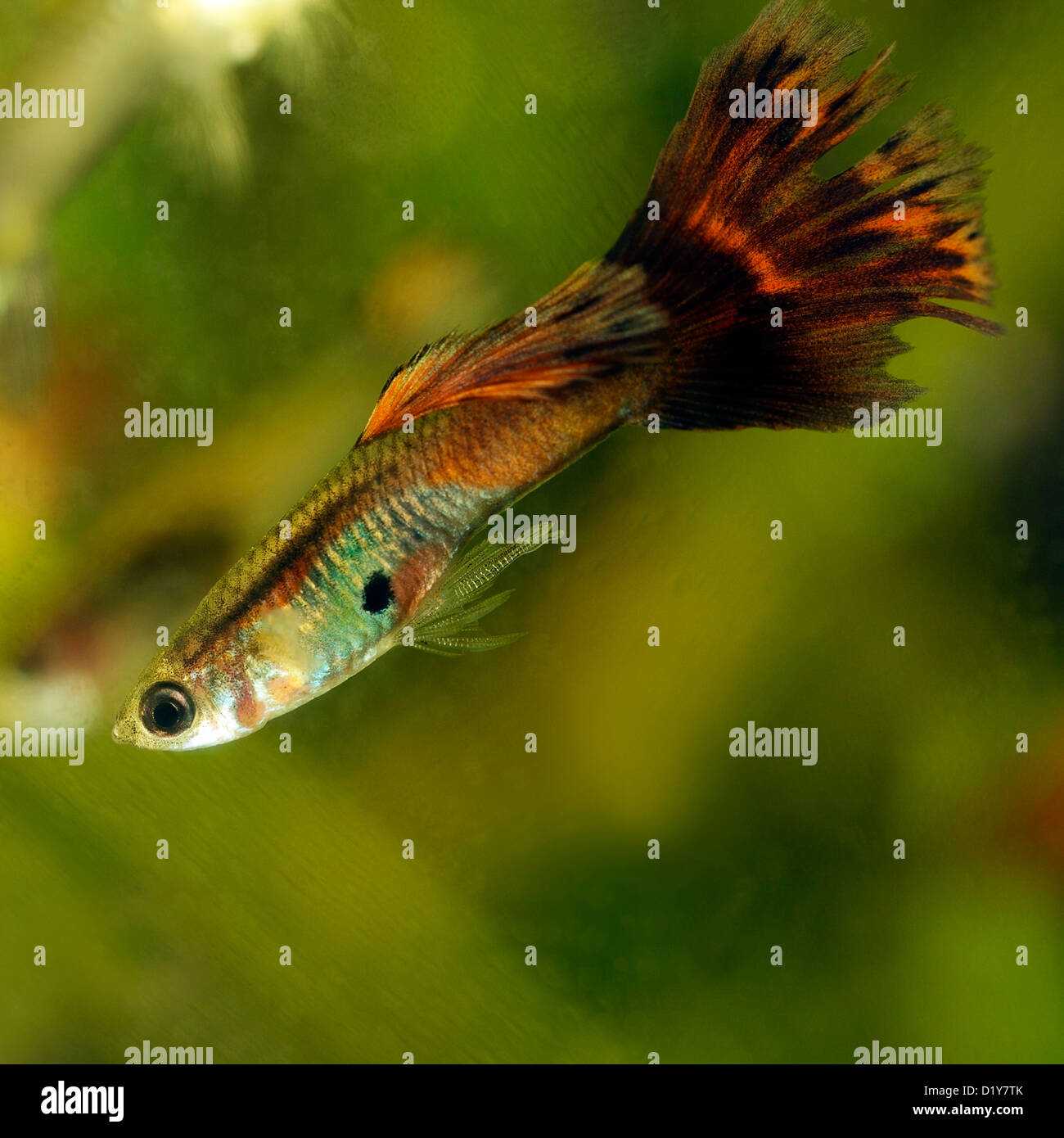 Fish guppy tropical water Banque de photographies et d’images à haute ...