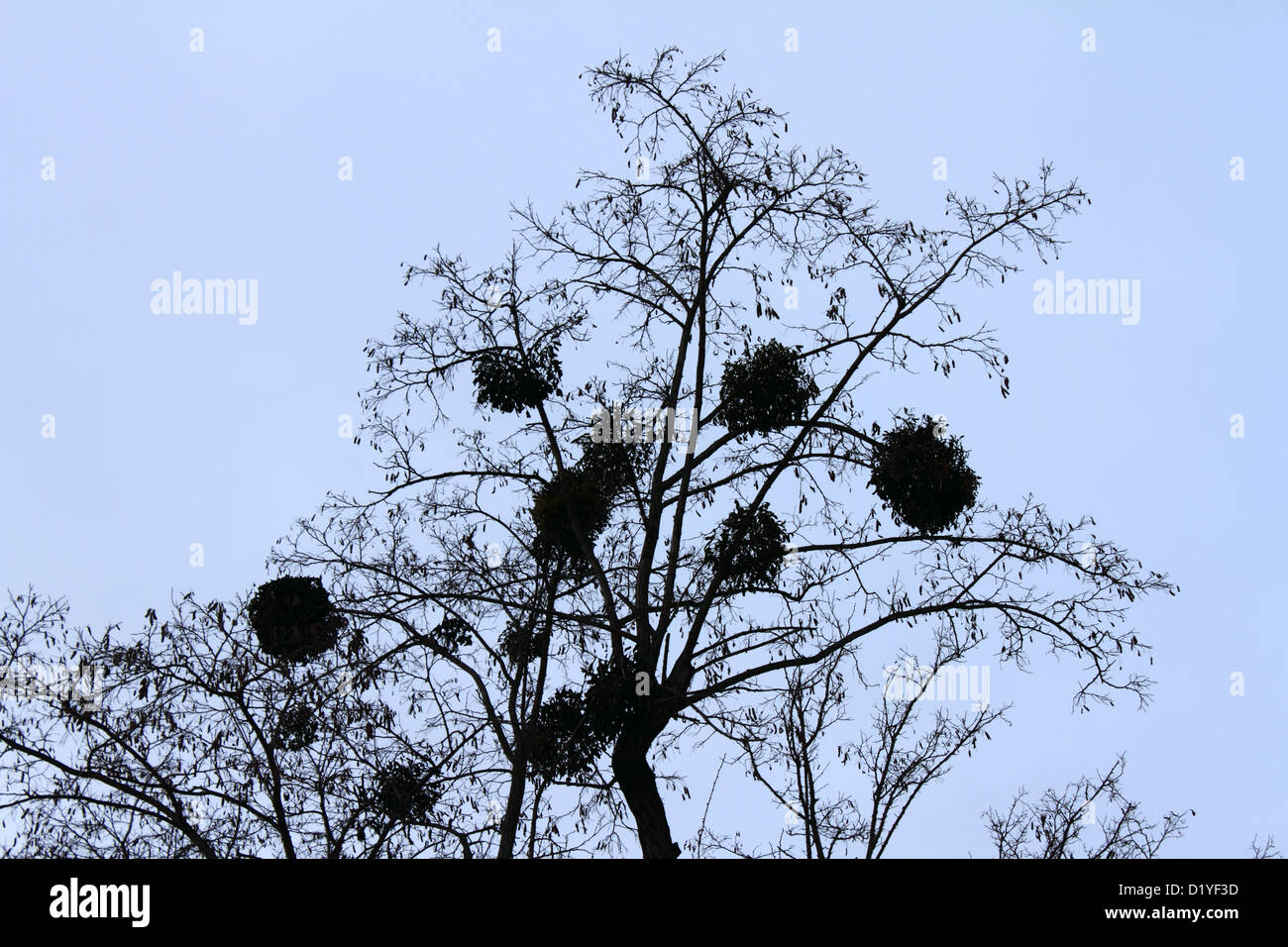 Boule de gui Banque de photographies et d’images à haute résolution - Alamy