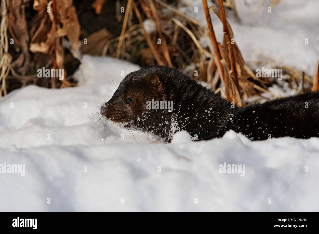 Les mustélidés Banque de photographies et d’images à haute résolution ...