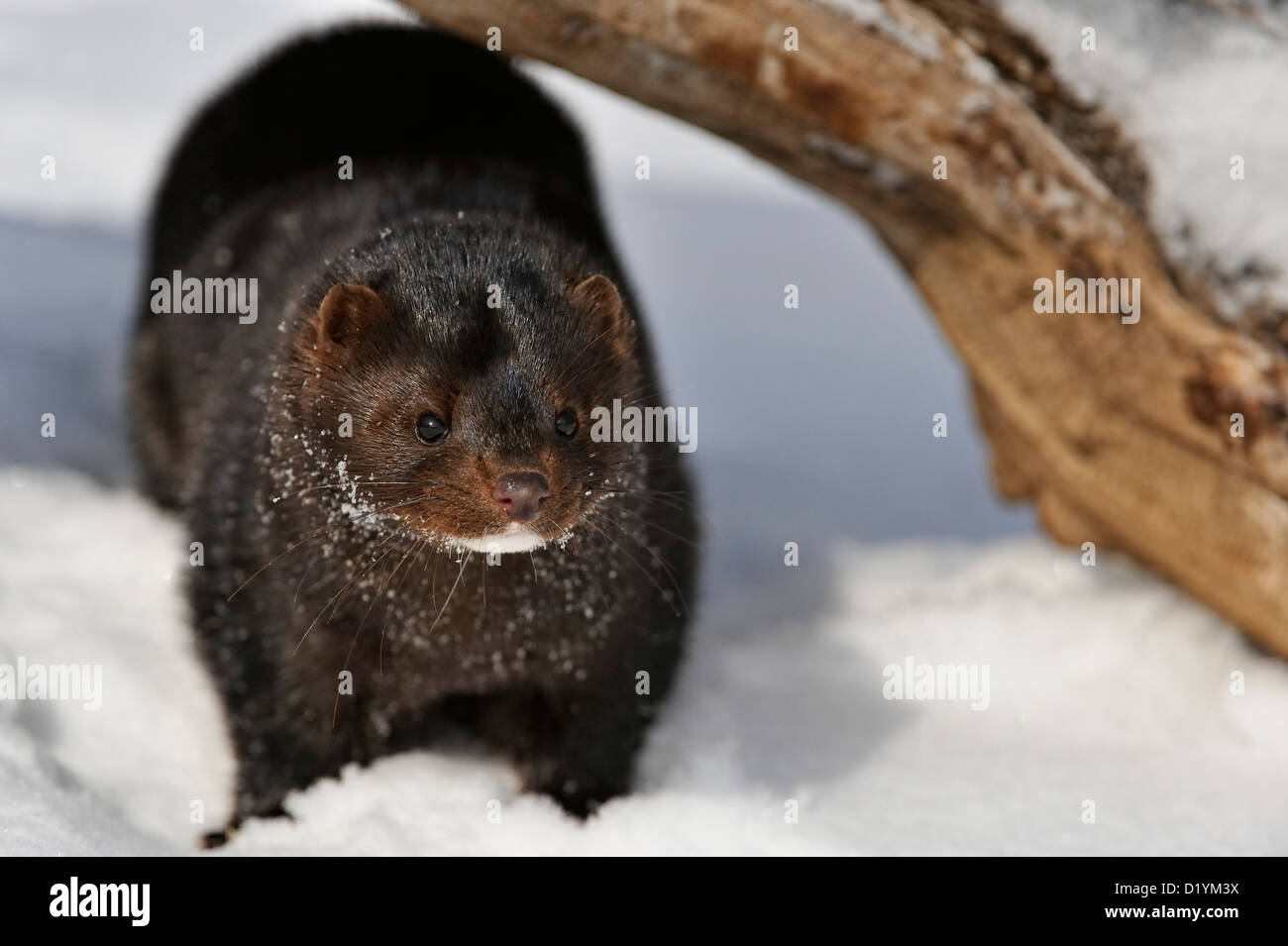 Chasse au vison Banque de photographies et d’images à haute résolution ...