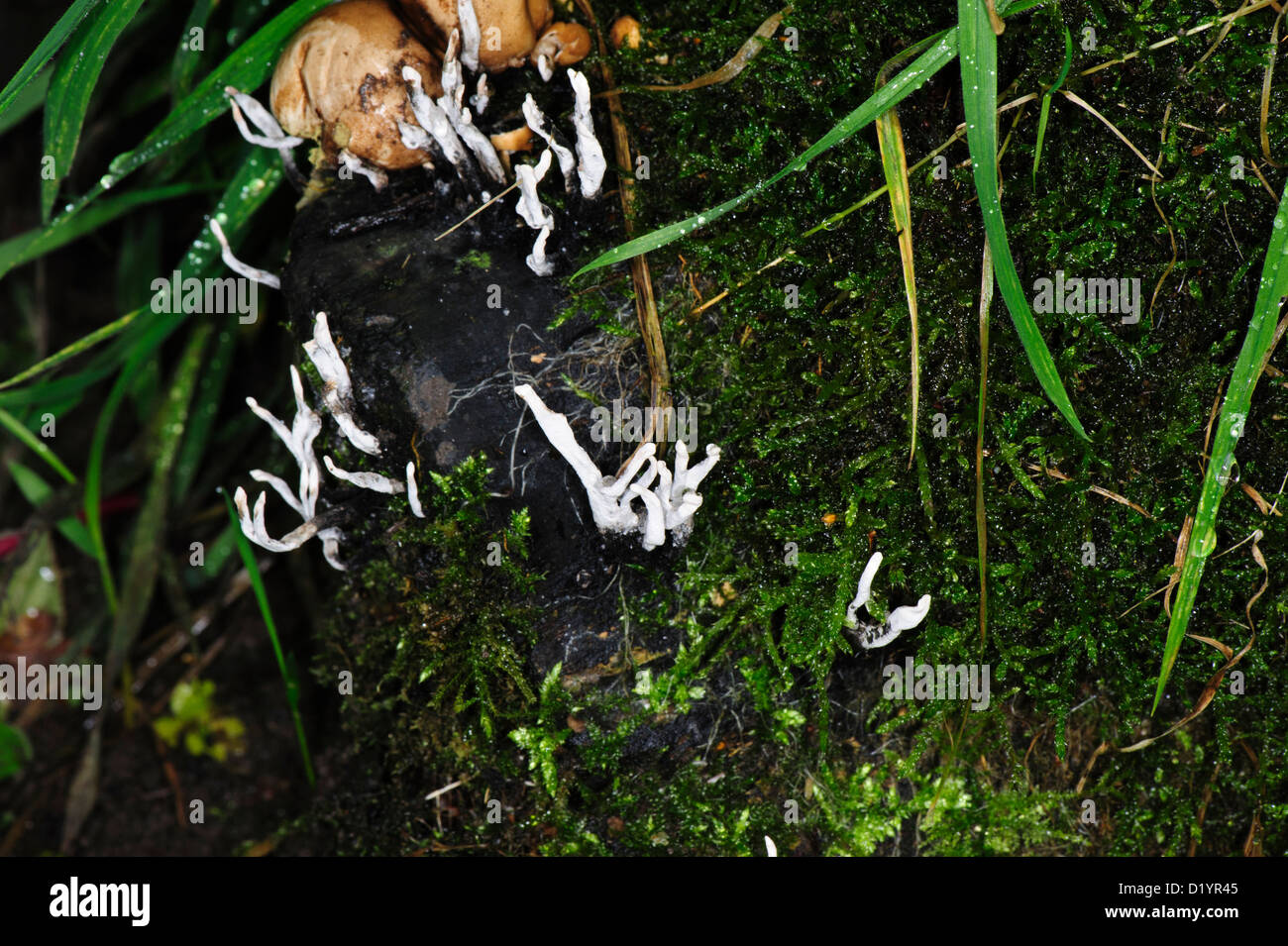Champignons de la chandelle Banque de photographies et d’images à haute ...