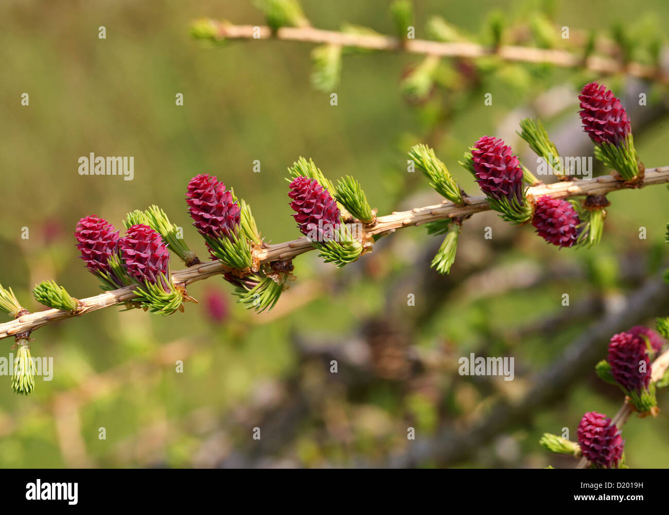 Mélèze d'Europe, Larix decidua, Pinaceae. L'Europe Photo Stock - Alamy